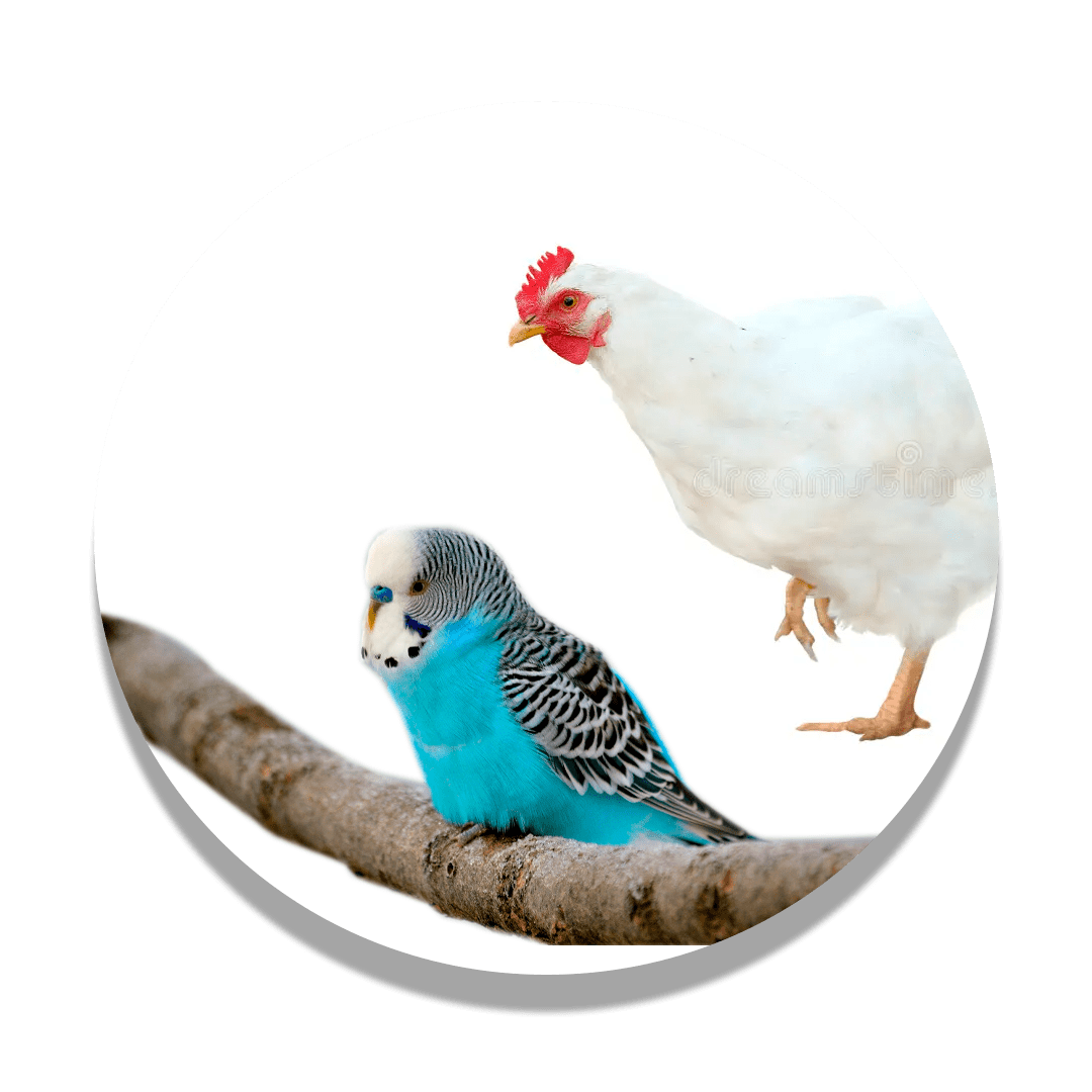 Aves | Comprar com Melhor Preço | Agrofarmed